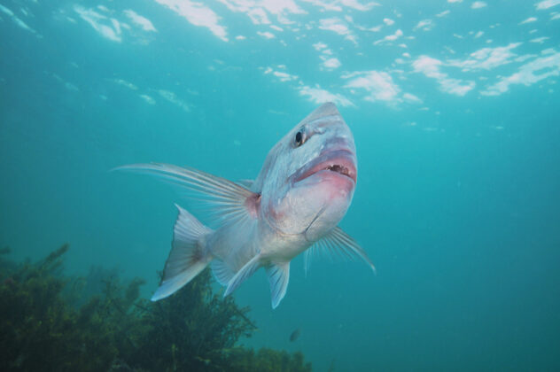 DPIRD-led efforts boost Gascoyne oceanic pink snapper recovery - Inside ...