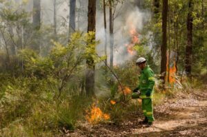 Record-breaking year of planned burns for QPWS - Inside State Government