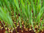 New grassroot environmental grants program opens for applications ...