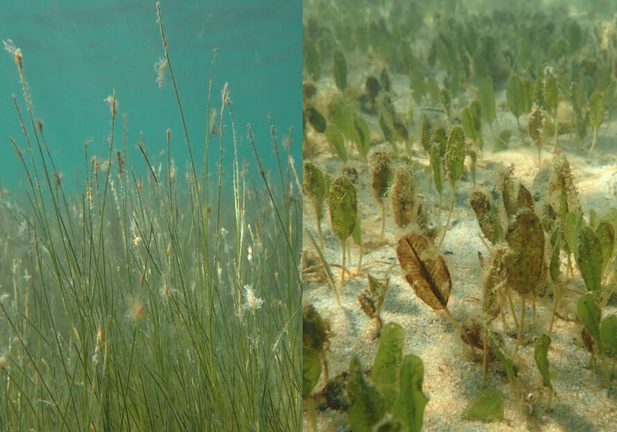 Seagrass meadows flourishing in WA estuary - Inside State Government