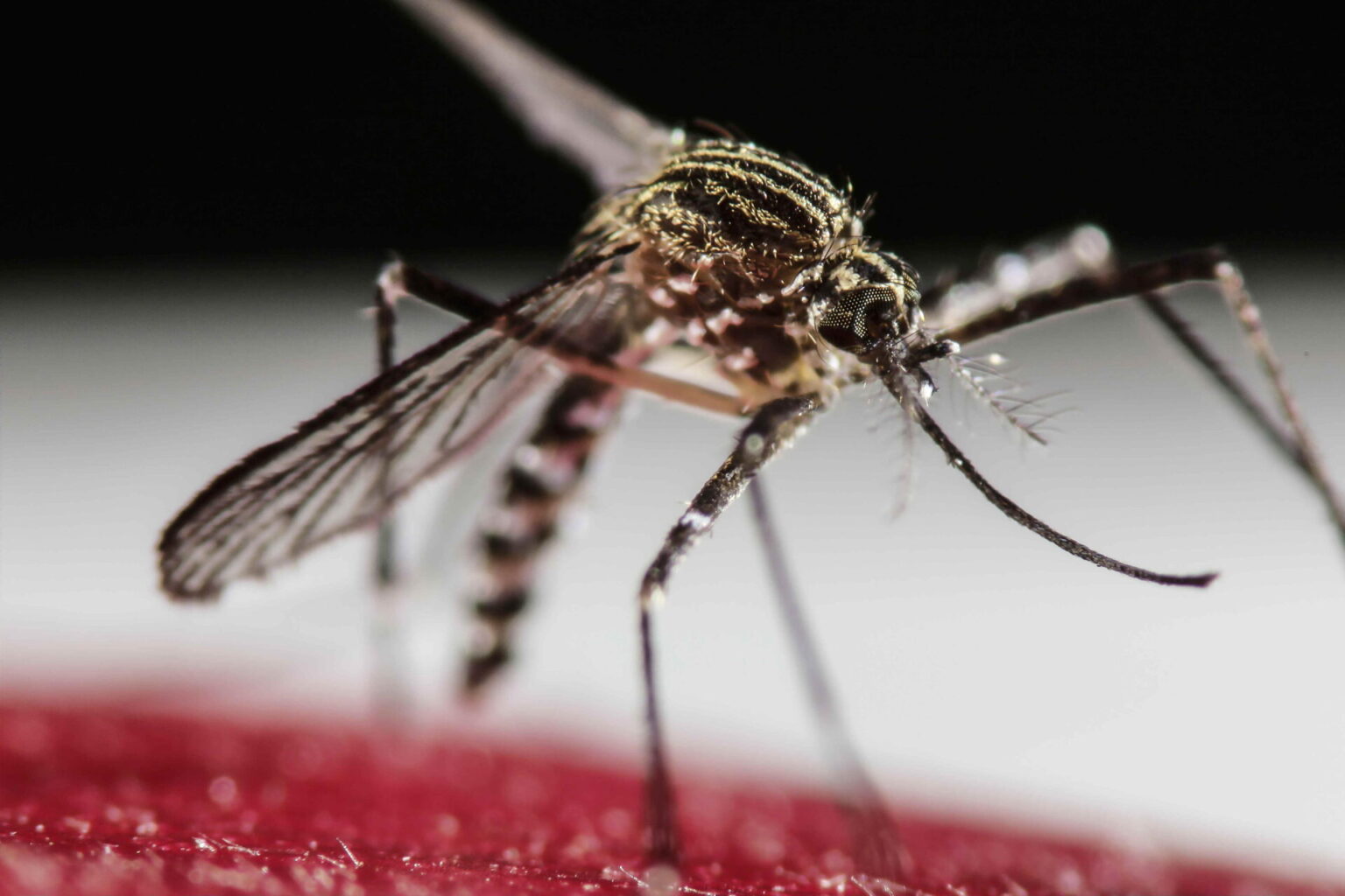 Murray Valley encephalitis virus detected in Darwin - Inside State ...