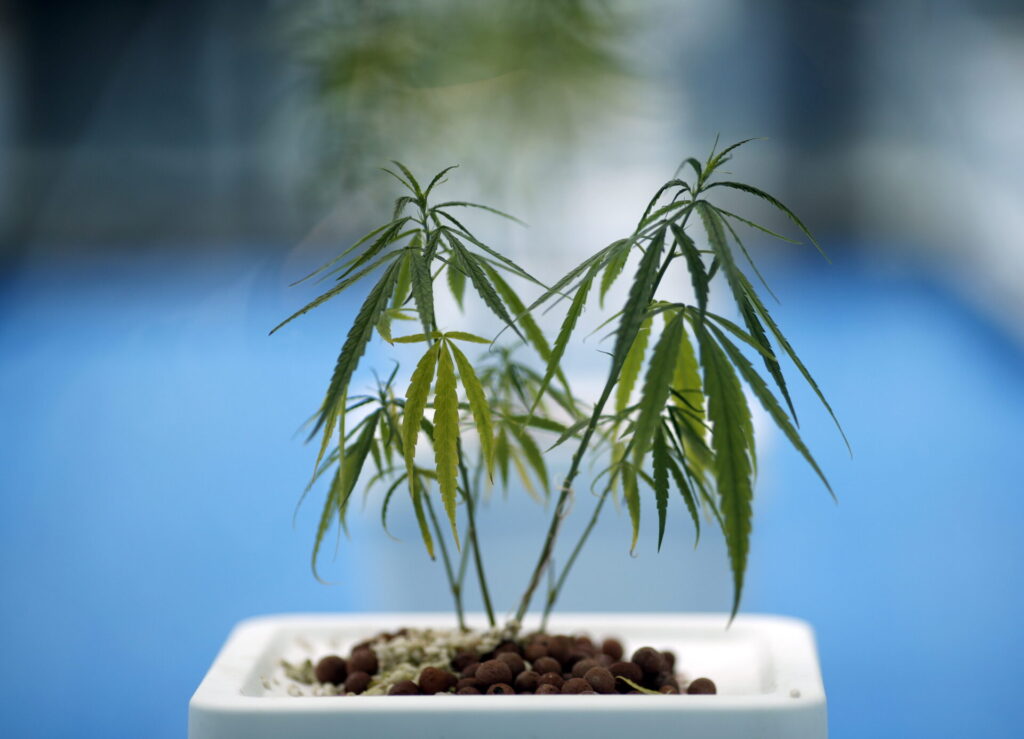 NSW to green light drivers using medicinal cannabis - Inside State ...