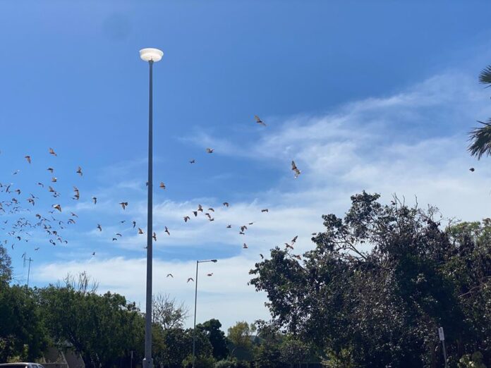 NT Power and Water issues bumper bat season warning - Inside State ...